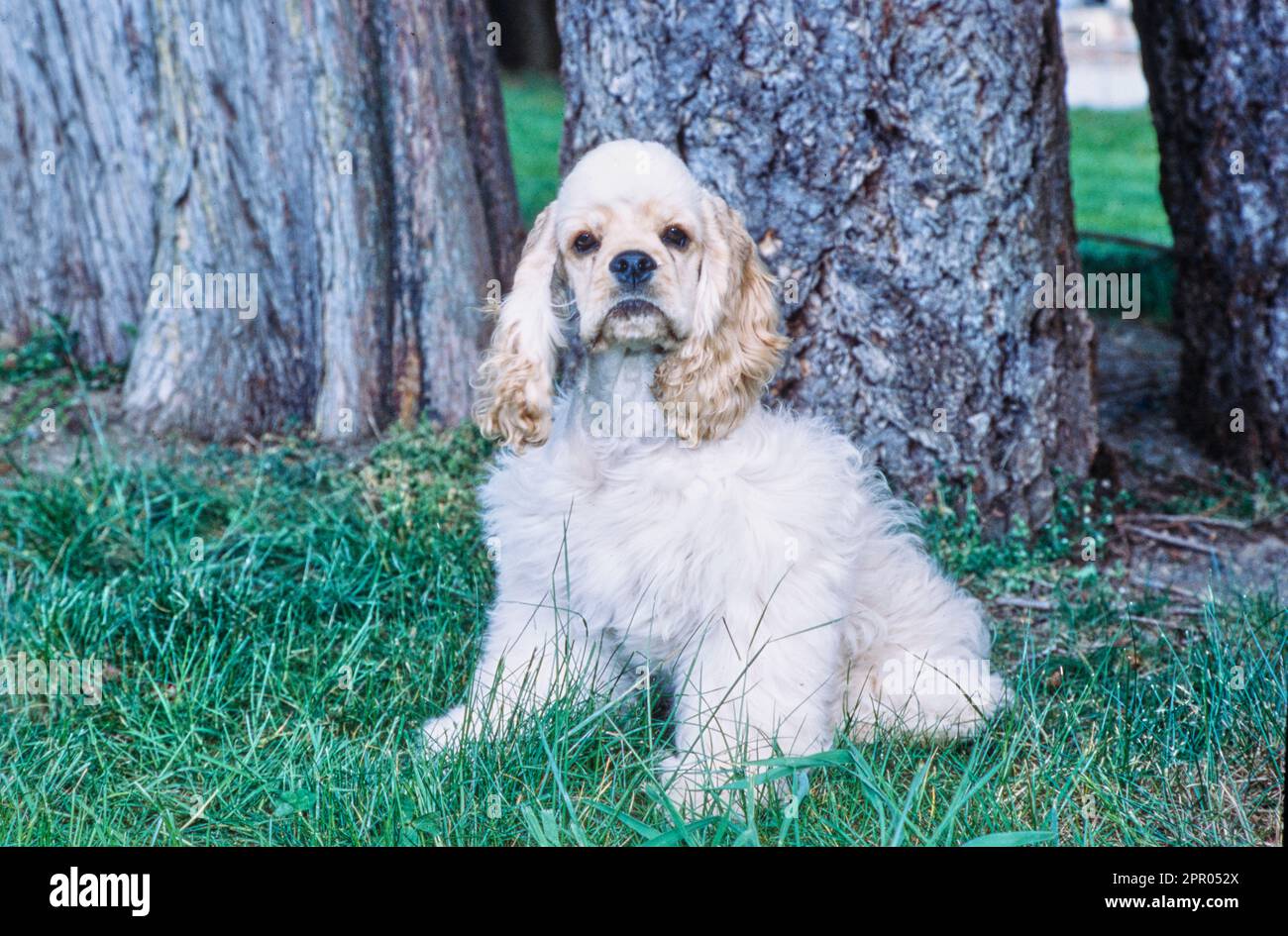 American Cocker Spaniel sitting in front of trees in park outside in ...