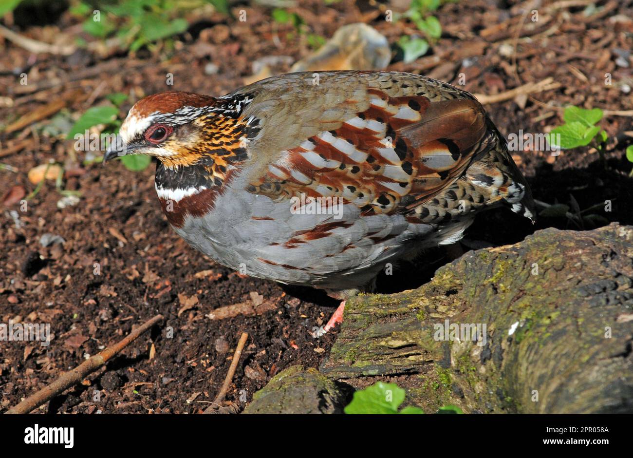 COLLARED PARTRIDGE, MARWELL WILDLIFE PARK, NEAR WINCHESTER, HANTS. PIC ...