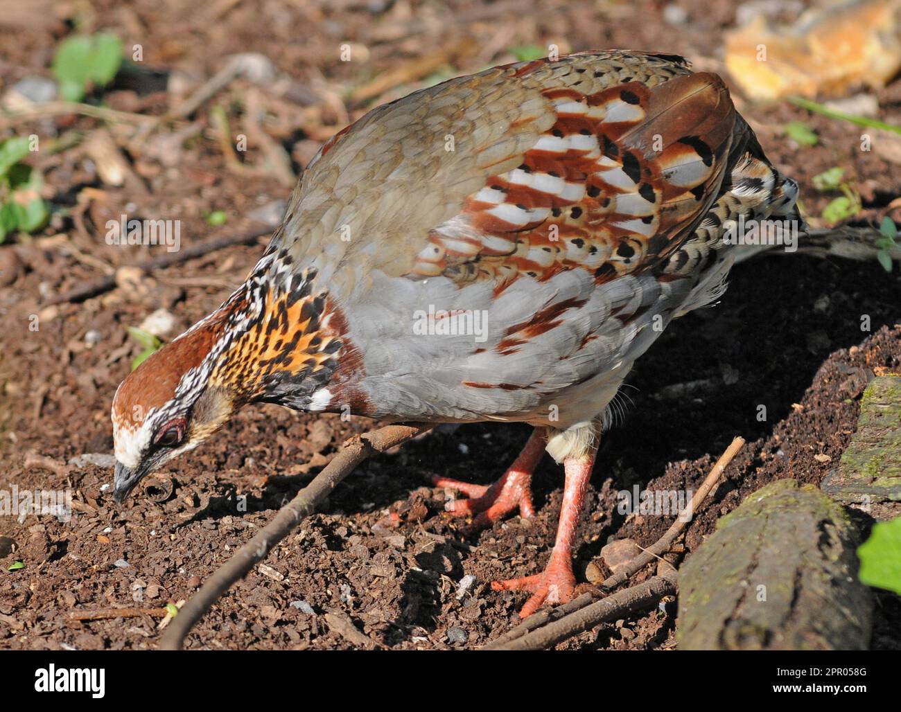 Collared partridge hi-res stock photography and images - Alamy