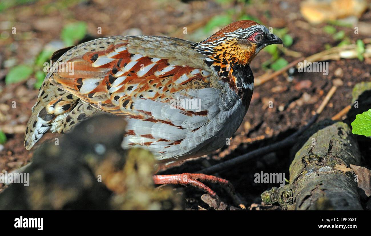 COLLARED PARTRIDGE, MARWELL WILDLIFE PARK, NEAR WINCHESTER, HANTS. PIC ...