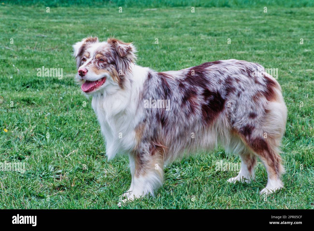 Australian shepherd standing hi-res stock photography and images - Alamy