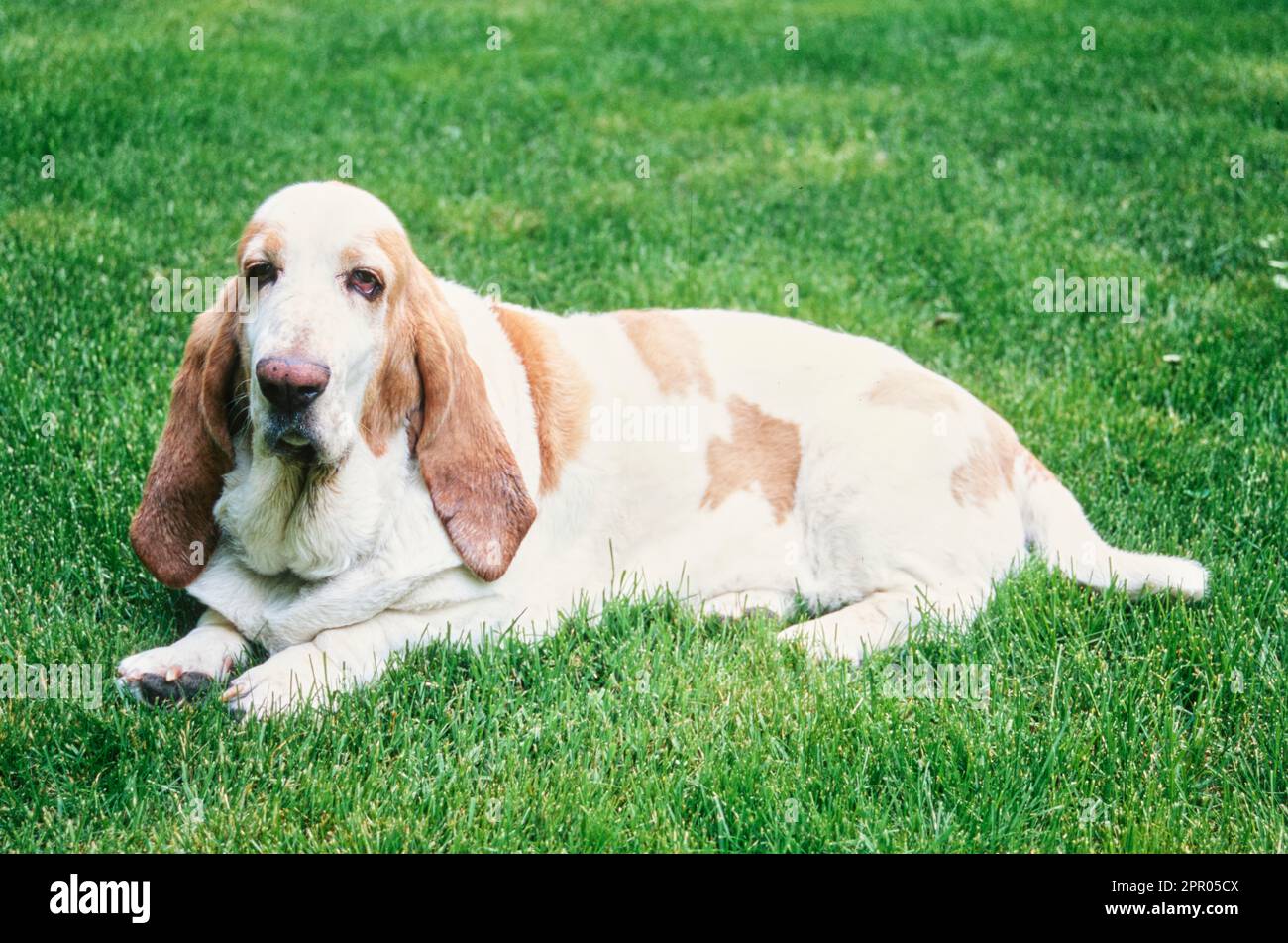Lazy Basset Hound laying down outside in grass Stock Photo - Alamy