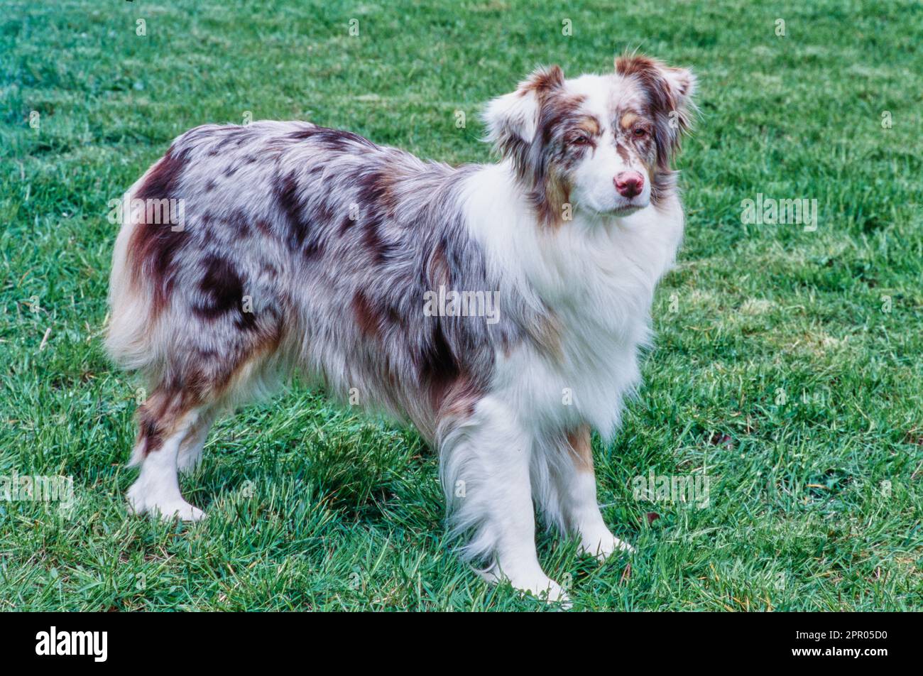 Beautiful australian shepherd hi-res stock photography and images - Alamy