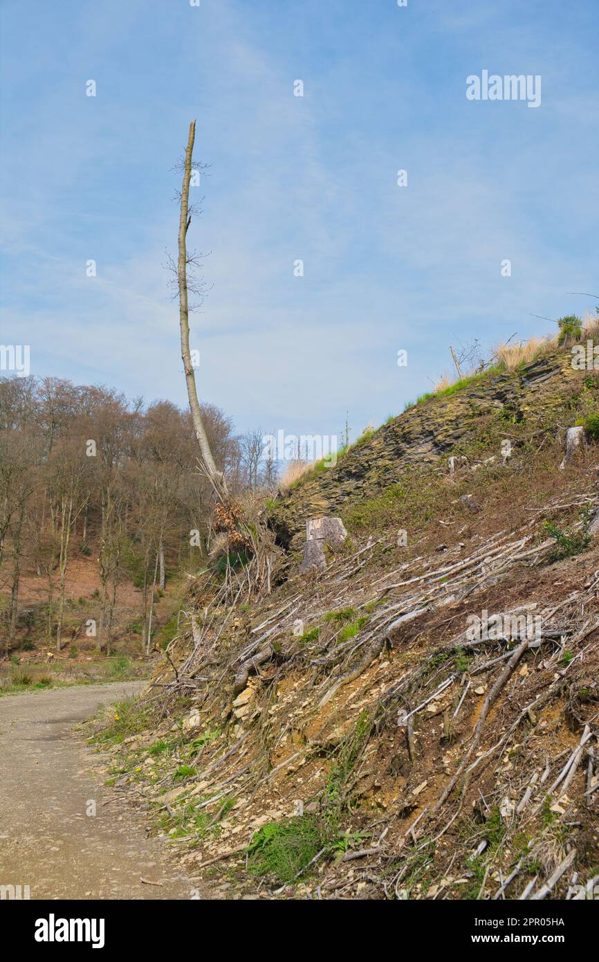 Landscape with significant environmental damage, felled trees, drought ...