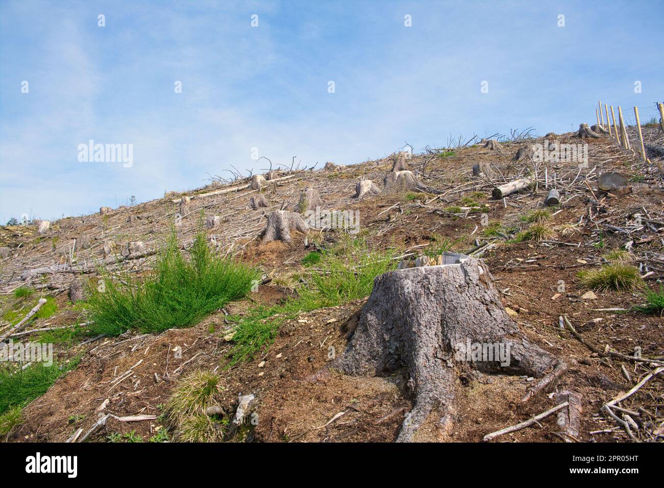 Landscape with significant environmental damage, felled trees, drought ...