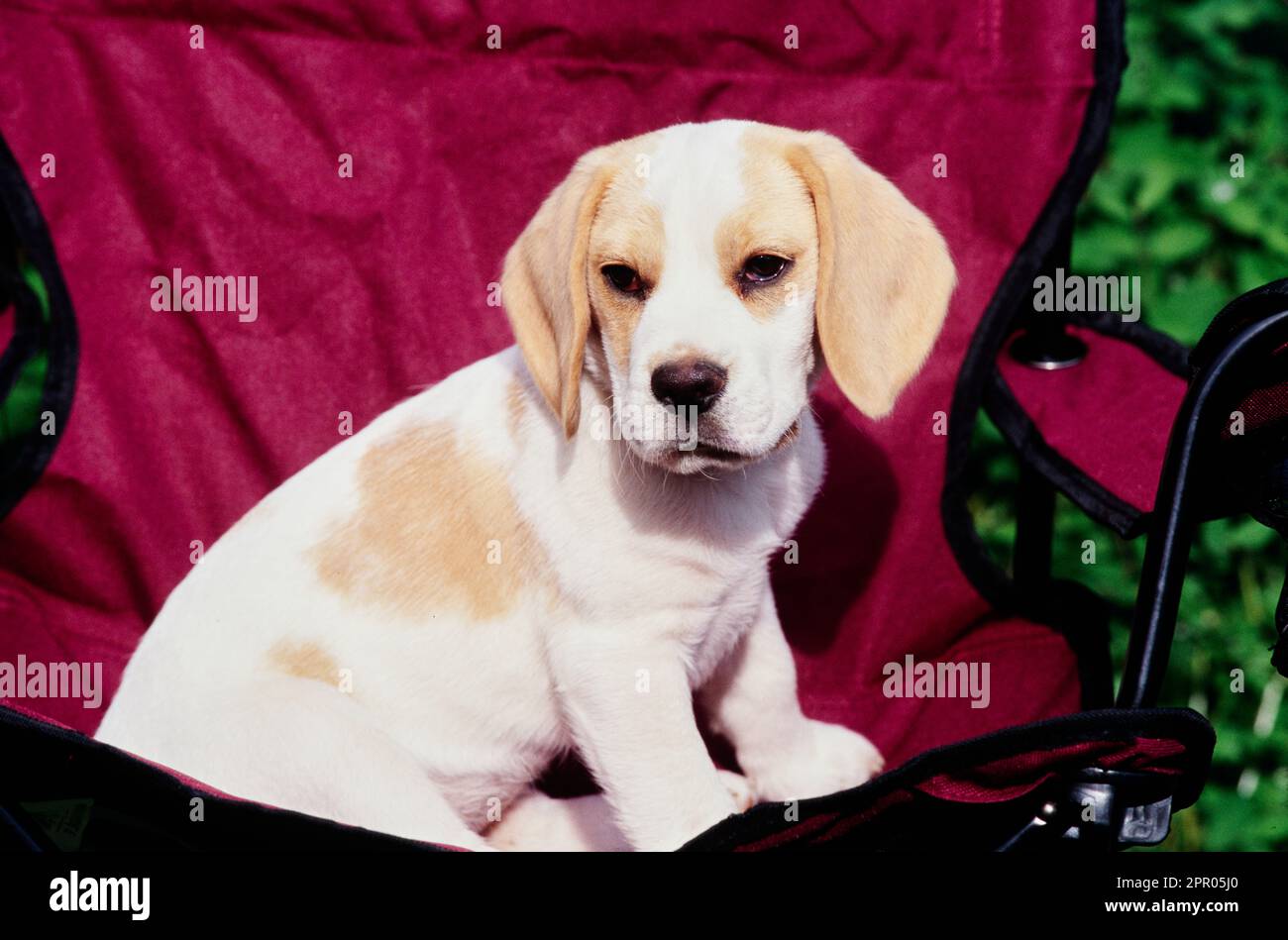 Beagle puppy sitting in maroon folding camp chair Stock Photo - Alamy