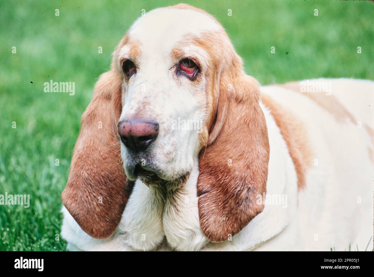 Closeup of Basset Hound laying down outside in grass Stock Photo - Alamy