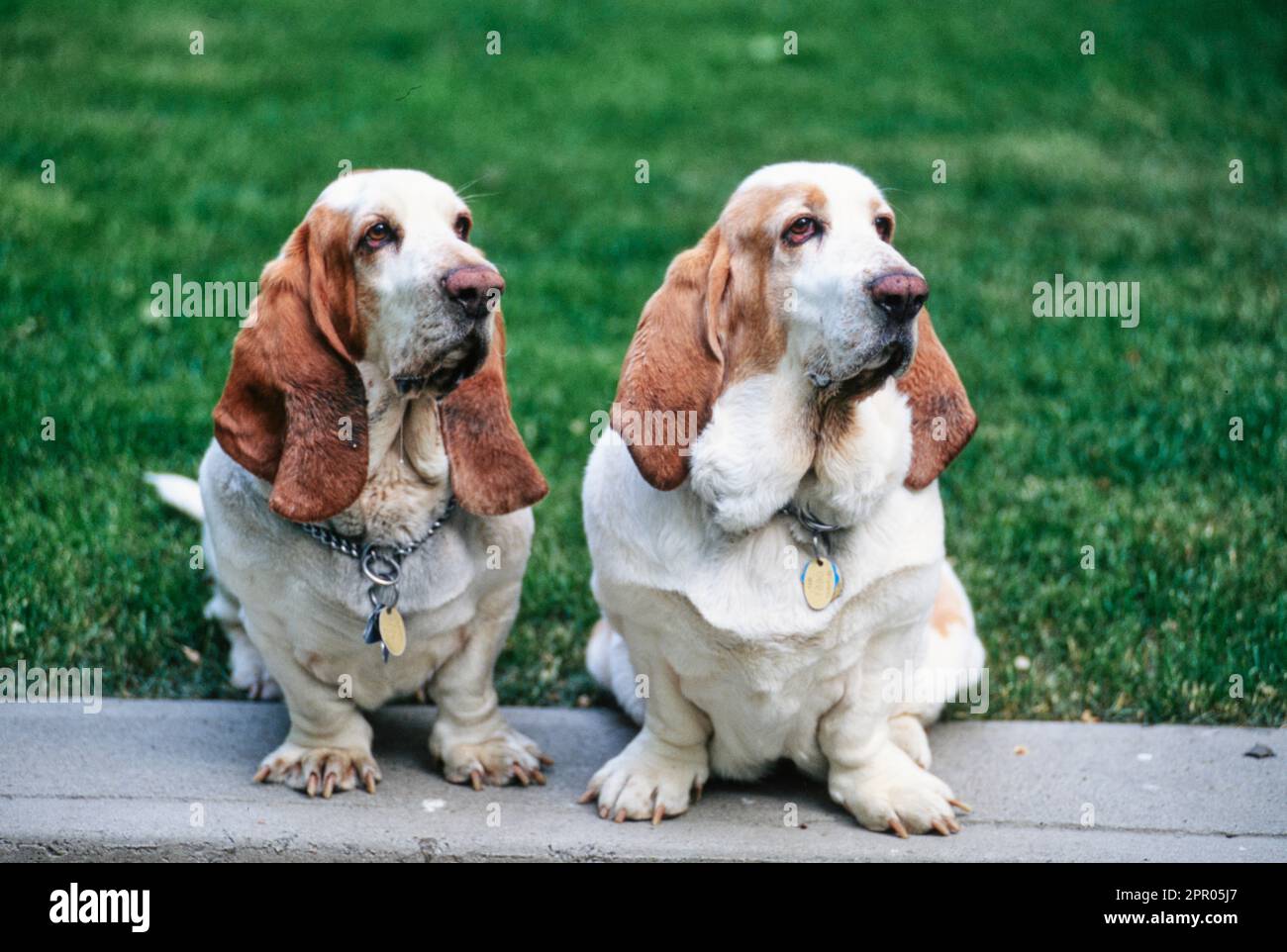 Two basset hounds sitting on concrete strip near grass outside Stock ...