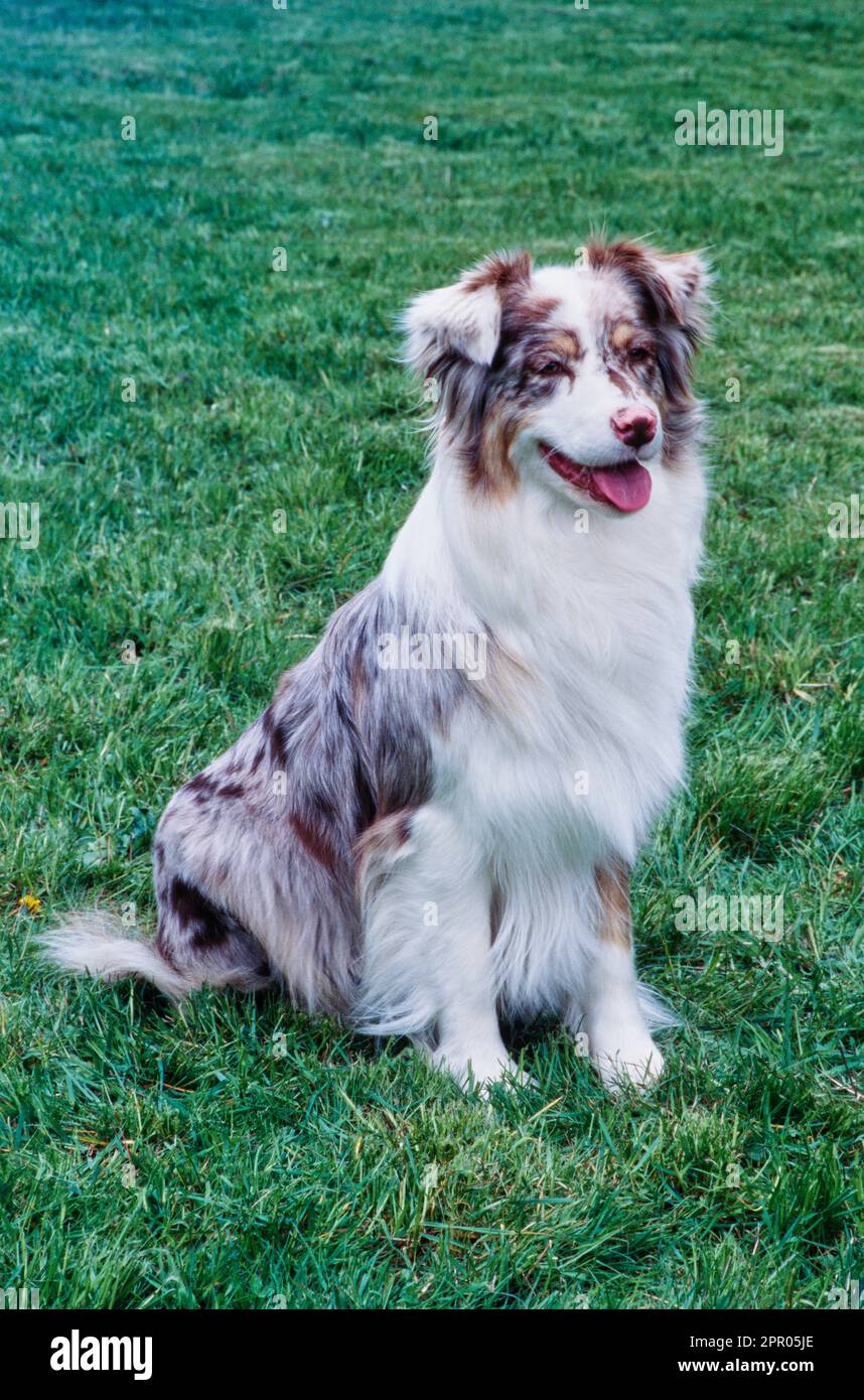 Australian shepherd sitting in hi-res stock photography and images - Alamy