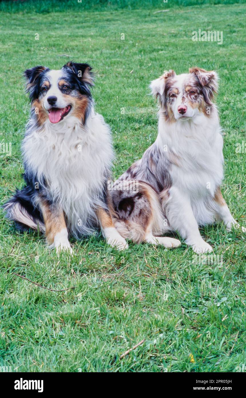 Two Australian Shepherds sitting together in grassy field outside Stock ...