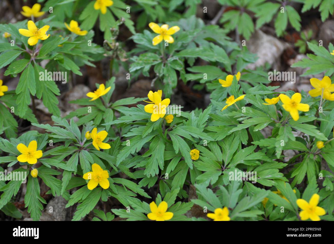In the spring in the wild forest blooms anemone yellow (Anemone ...