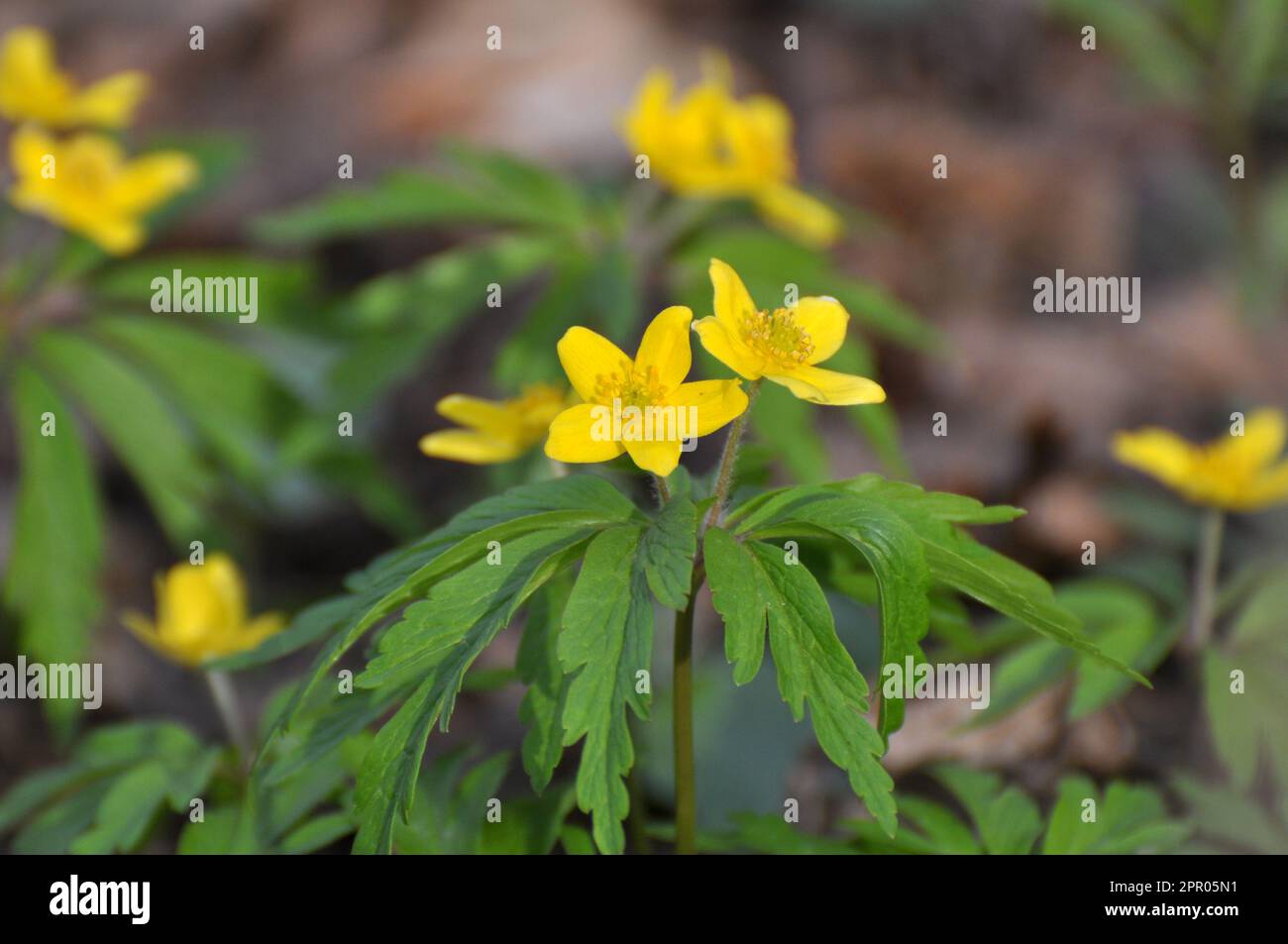 In the spring in the wild forest blooms anemone yellow (Anemone ...