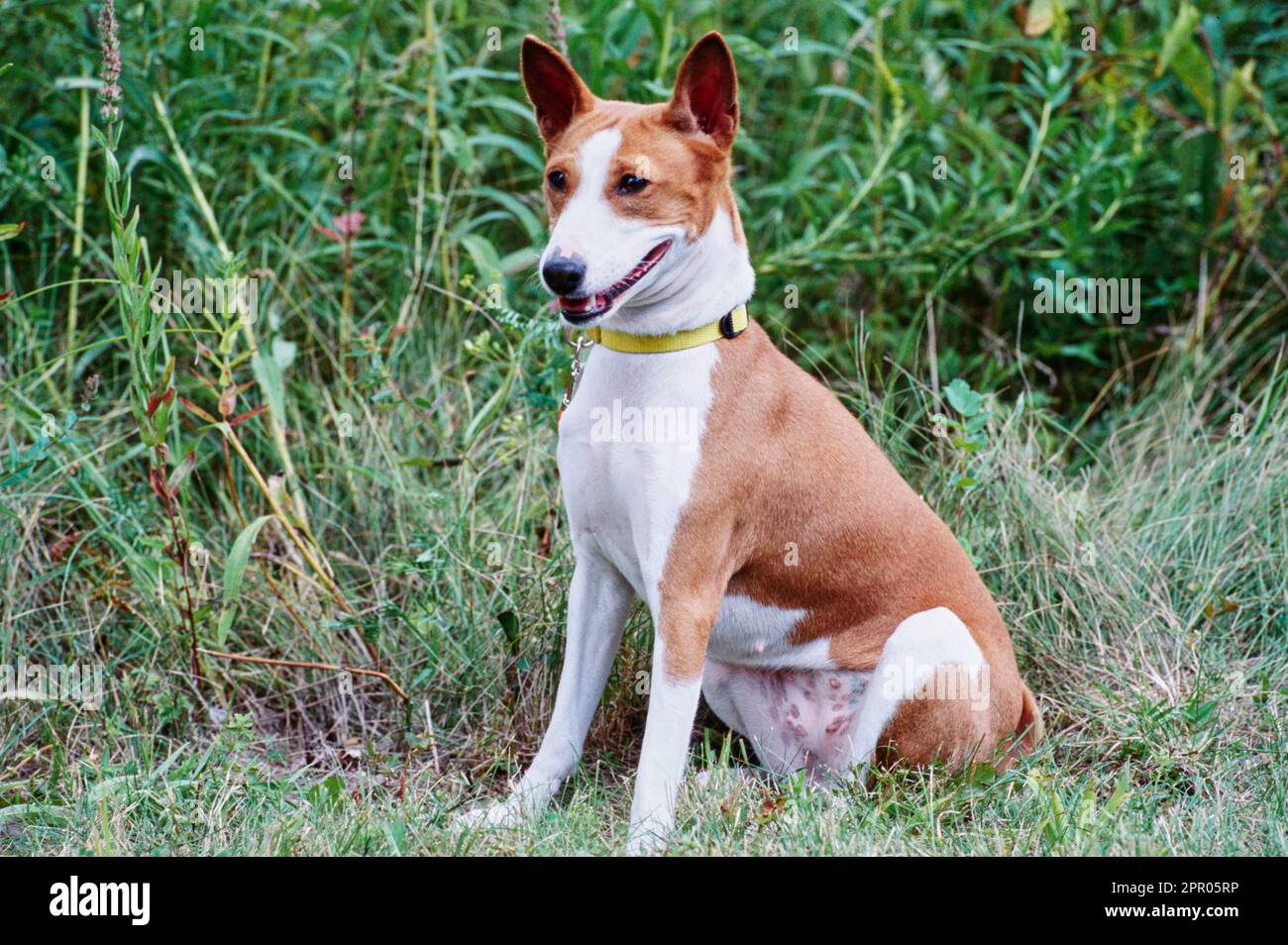 Basenji sitting in field outside with tall grass Stock Photo - Alamy
