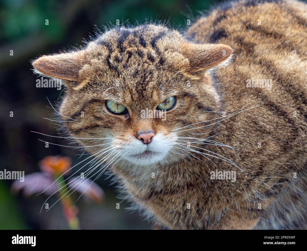 European wildcat Felis silvestris silvestris Stock Photo - Alamy
