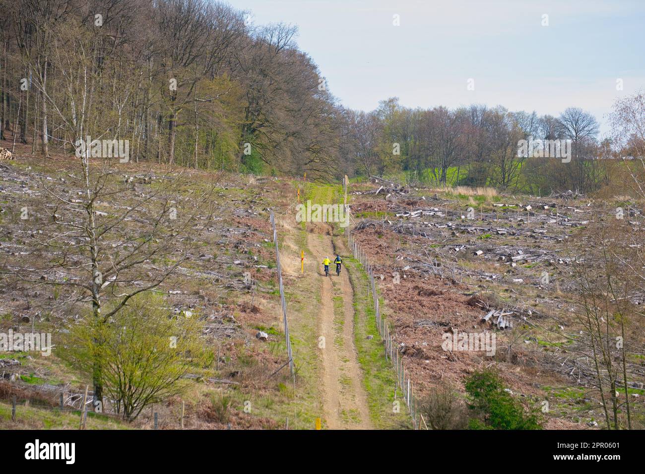 Landscape with significant environmental damage, felled trees, drought ...
