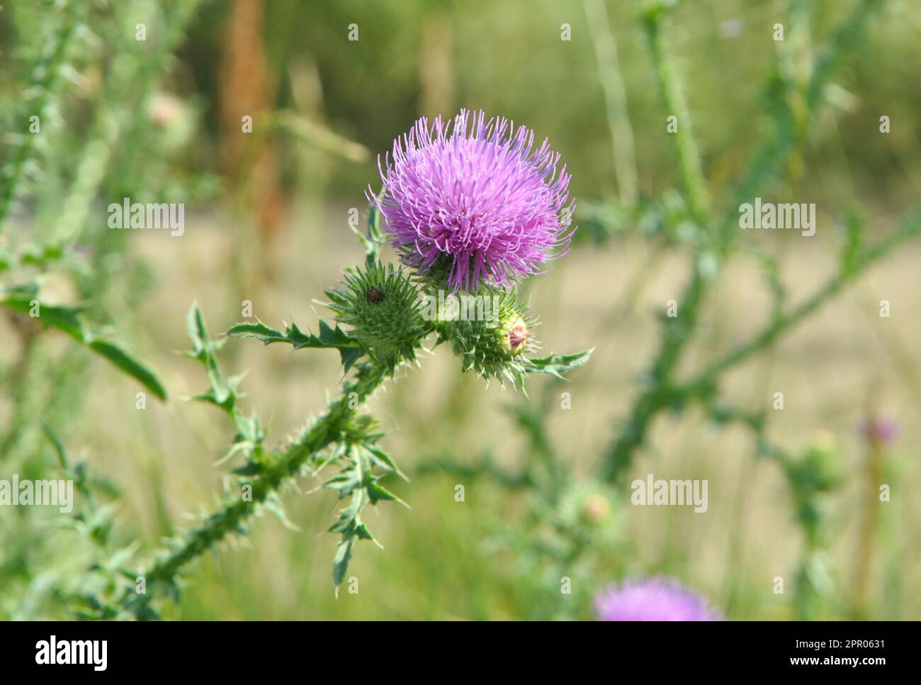 Thistle (Carduus acanthoides) grows in the wild in summer Stock Photo ...