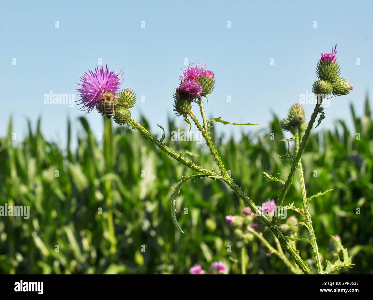 Thistle (Carduus acanthoides) grows in the wild in summer Stock Photo ...