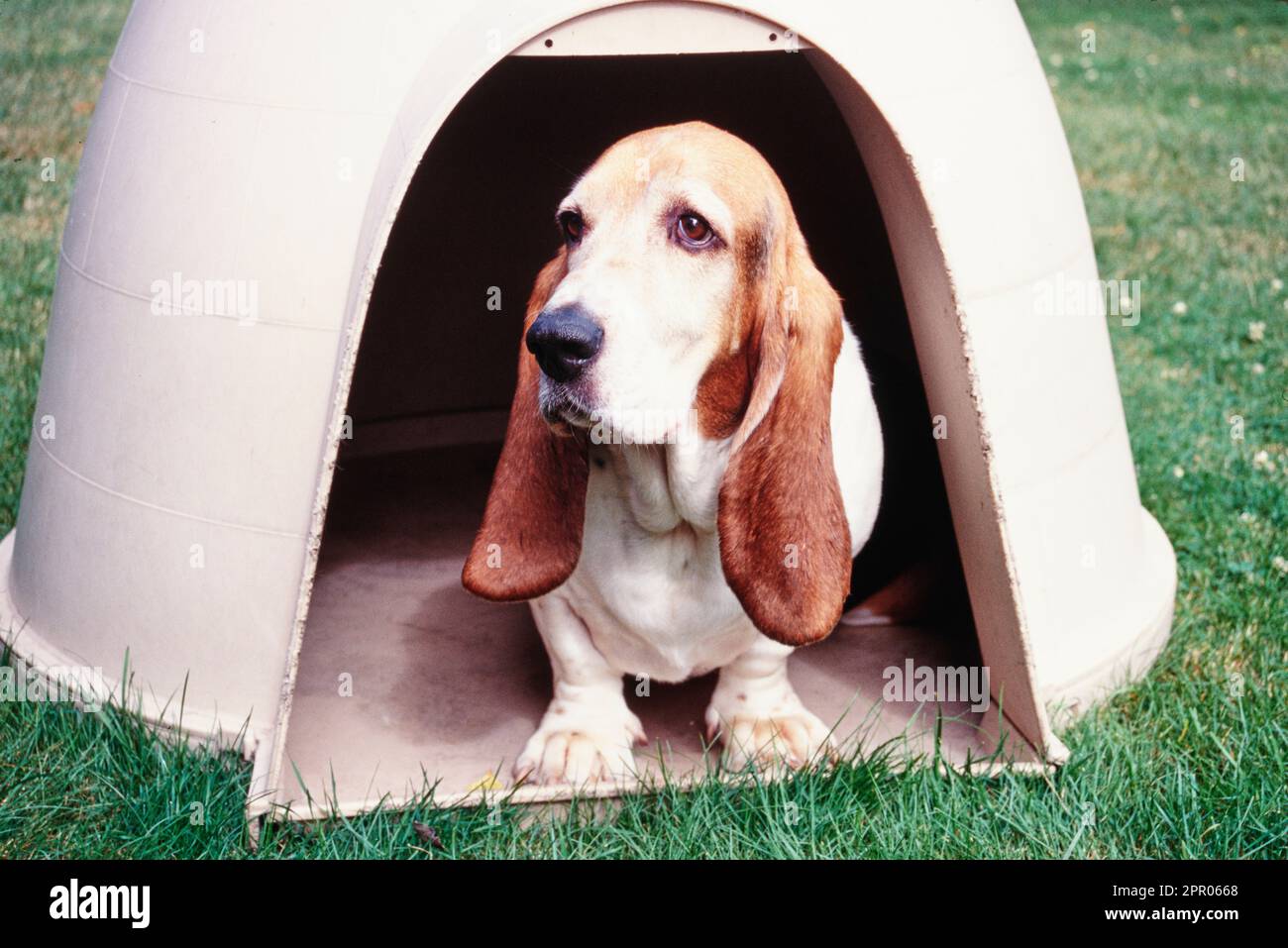 Basset Hound in opening of igloo style dog house Stock Photo - Alamy