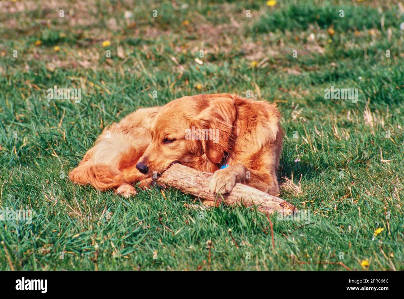 Golden retriever chewing stick hi-res stock photography and images - Alamy