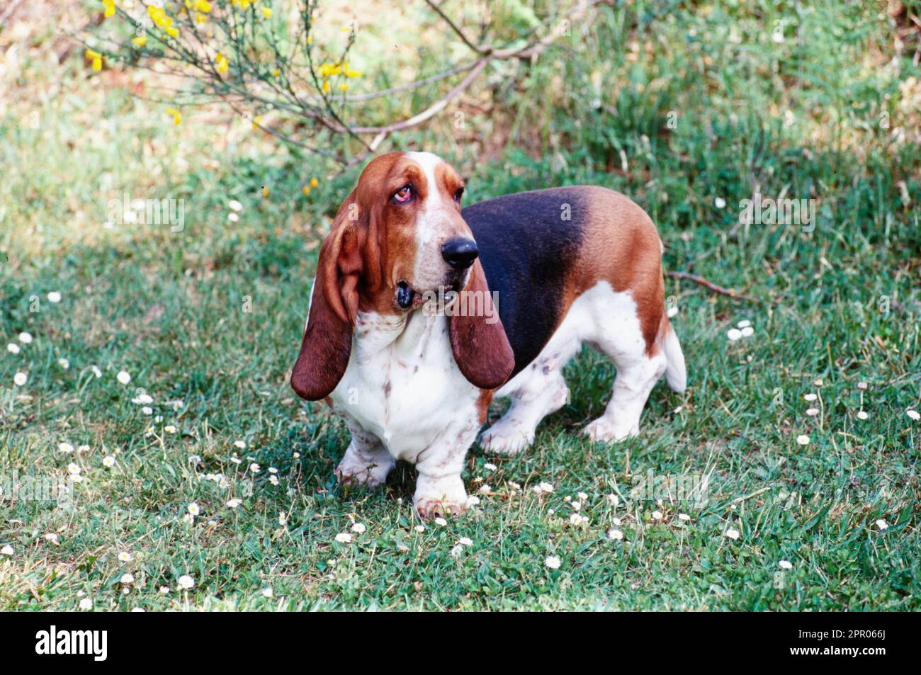 Basset Hound standing in field outside Stock Photo - Alamy