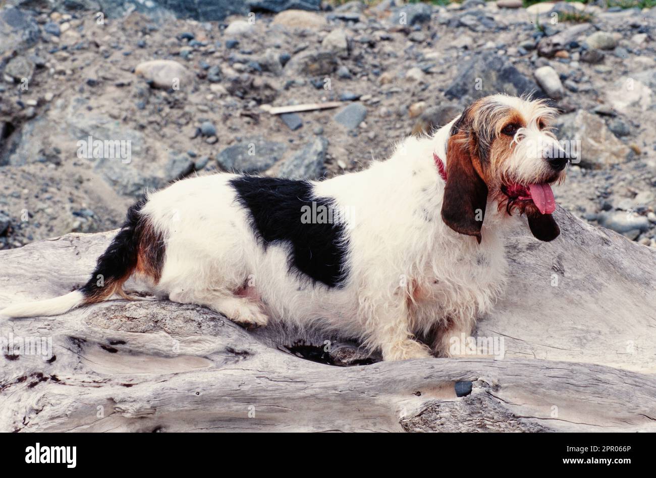 Long Haired Basset Hound laying on piece of driftwood near rocks with ...