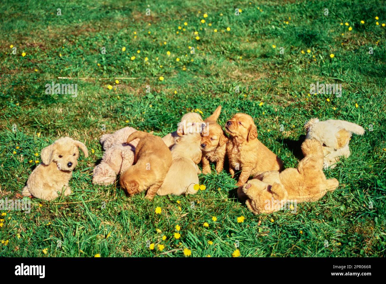 Puppies Playing Together Outside