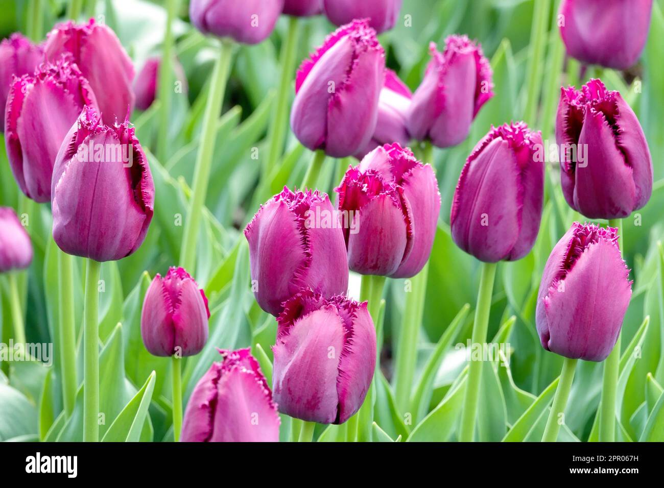 Fringed Tulip, Purple tulips, Tulipa "Curly Sue Stock Photo - Alamy