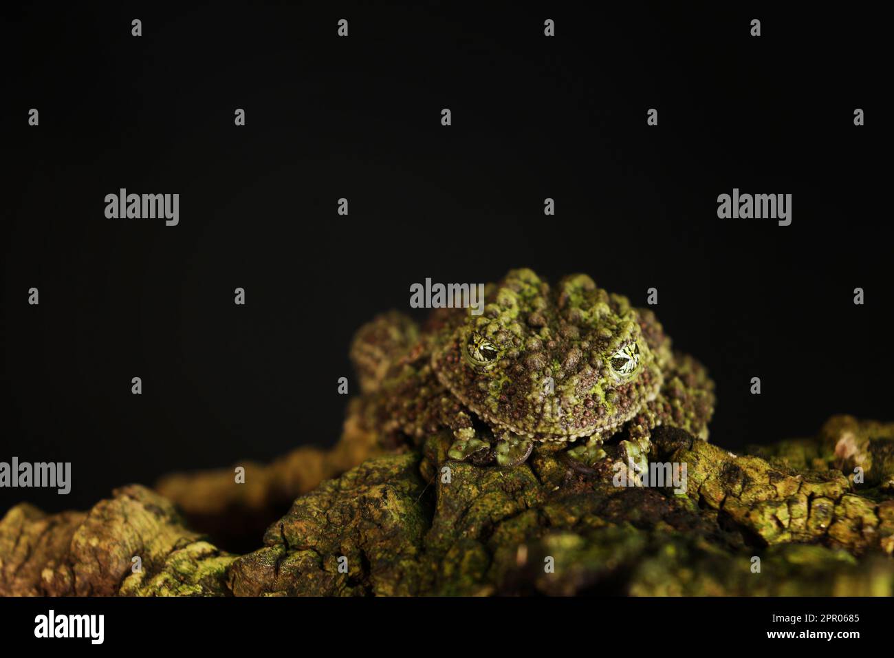 Vietnamese mossy frog (Theloderma corticale), frog in the nature ...