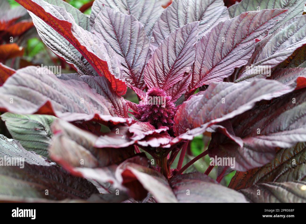 In the summer, amaranth blooms in the garden Stock Photo - Alamy