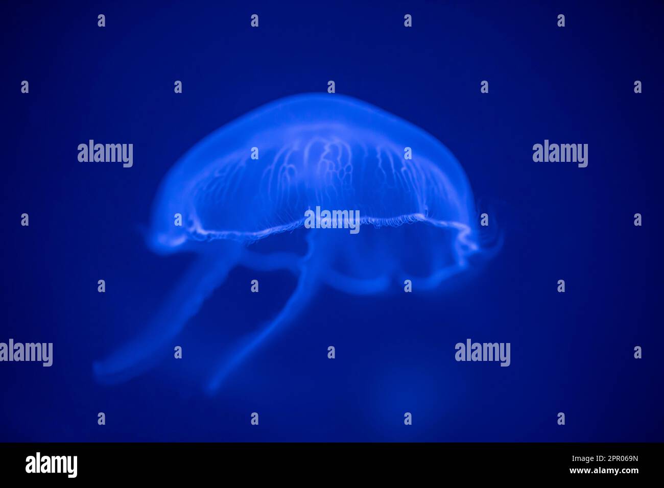 Moon jellyfish, in sea water. Jellyfish in nature ocean habitat. Water ...
