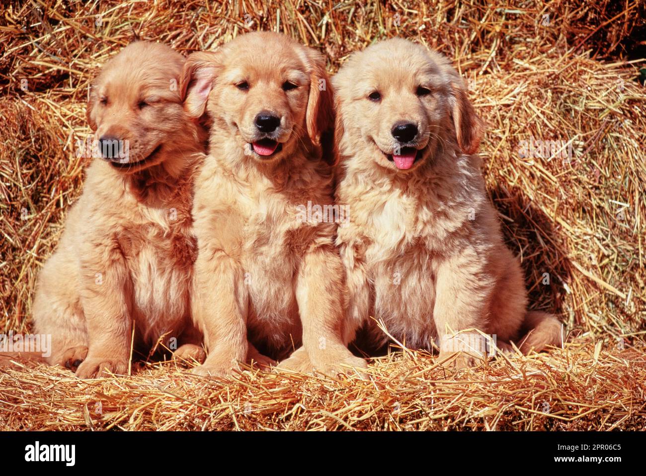 Three Golden Retriever puppies sitting together on haystack Stock Photo - Alamy