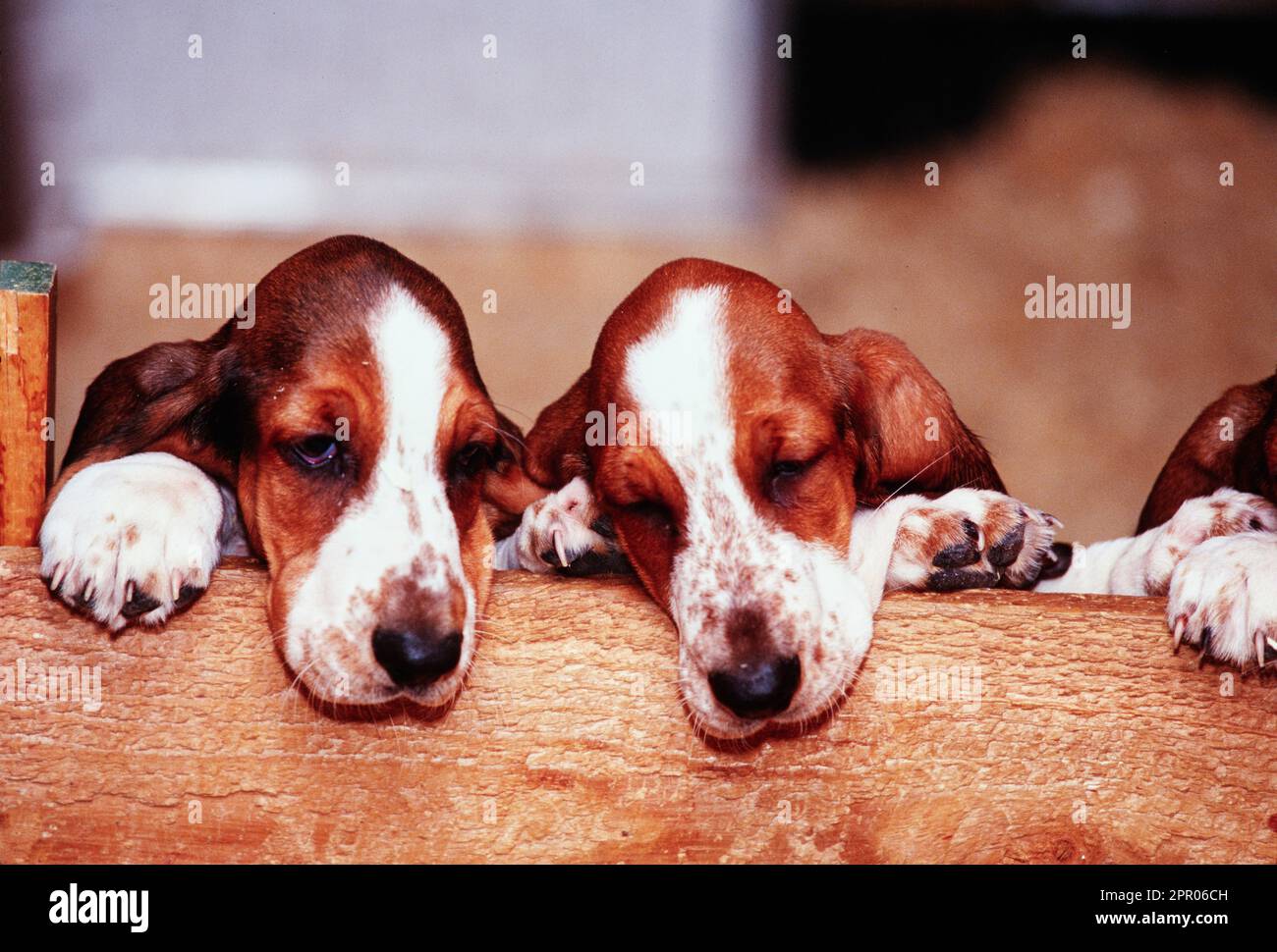 Basset Hound puppies sitting with chins up on log Stock Photo - Alamy