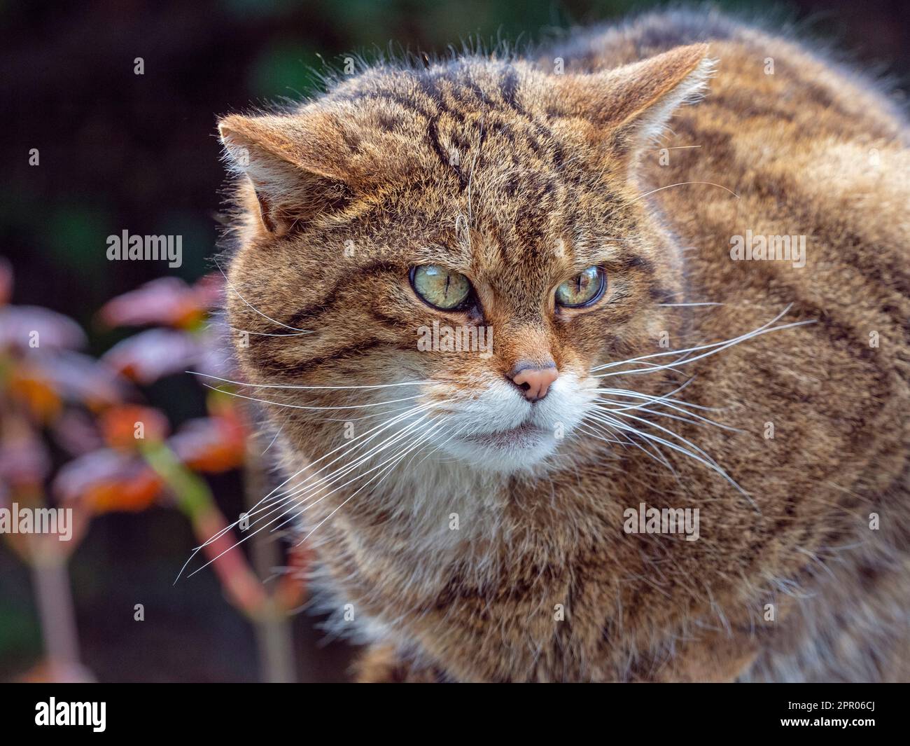 European wildcat Felis silvestris silvestris Stock Photo - Alamy