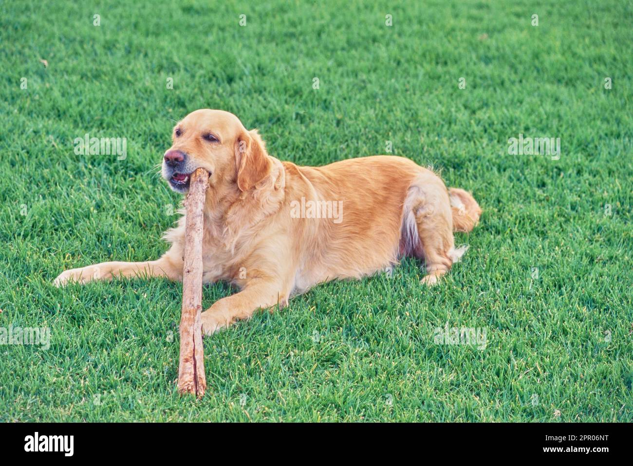 Golden retriever chewing stick hi-res stock photography and images - Alamy