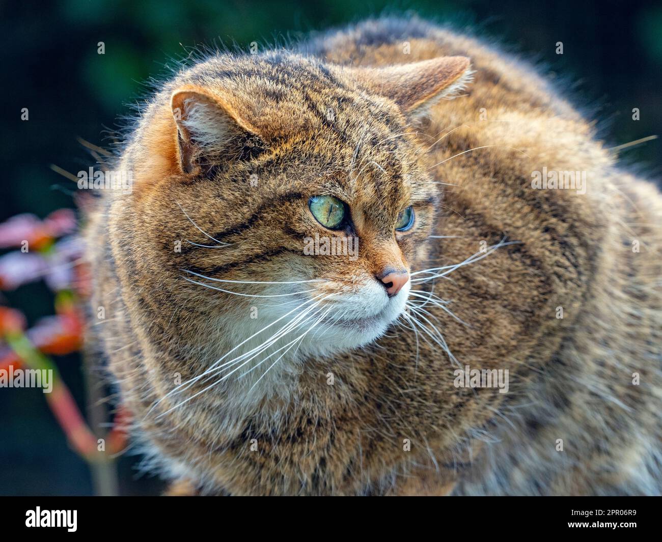 European Wildcat Felis Silvestris Stock Image Image Of