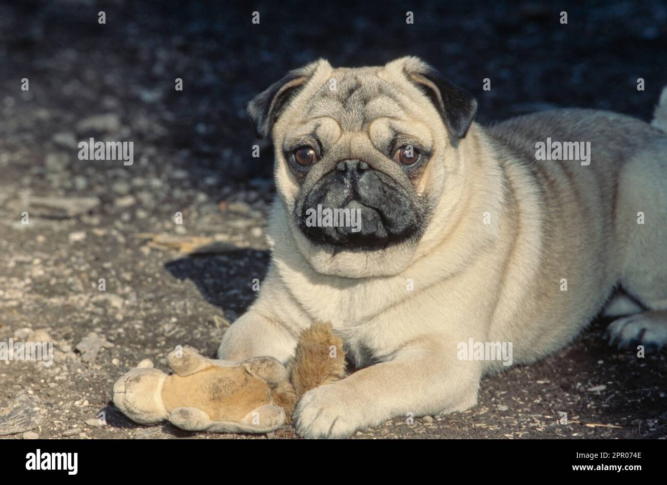 Toy between paws hi-res stock photography and images - Alamy