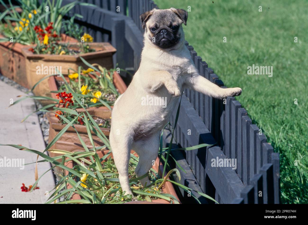Leaning pug hi-res stock photography and images - Alamy