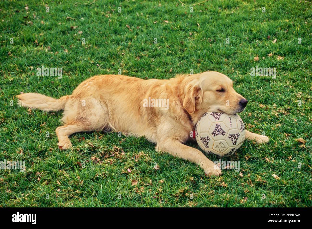 Golden retriever sitting outside in grass with chin resting on soccer ...