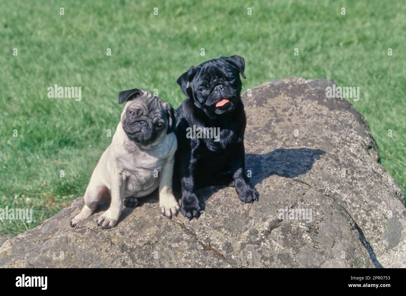 Two pugs sitting on rock outside in backyard in front of grass Stock ...