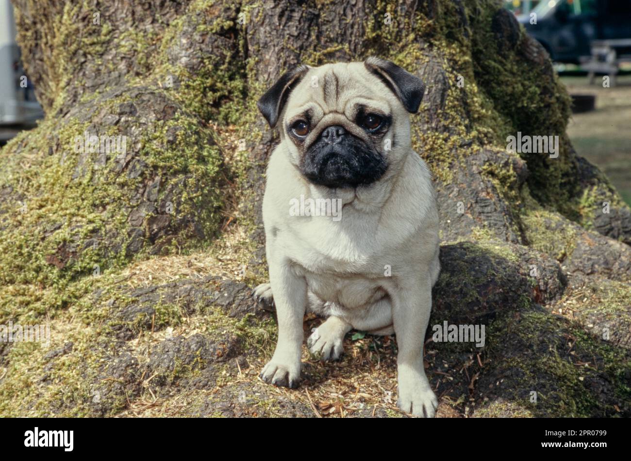 Pug sitting outside on mossy tree base Stock Photo - Alamy