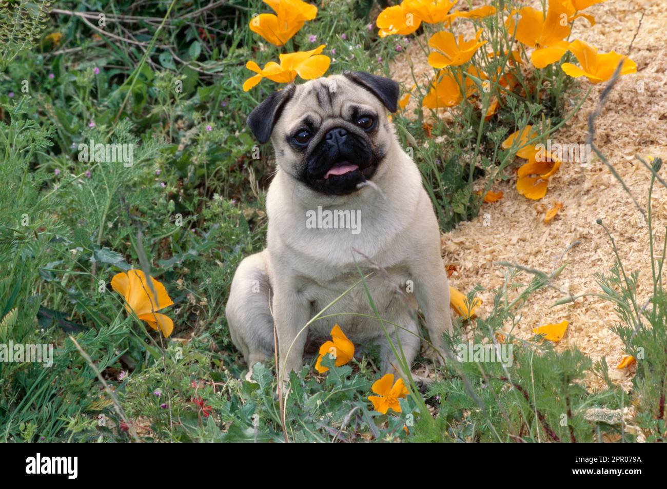 Pug sitting outside with orange flowers with mouth open Stock Photo - Alamy
