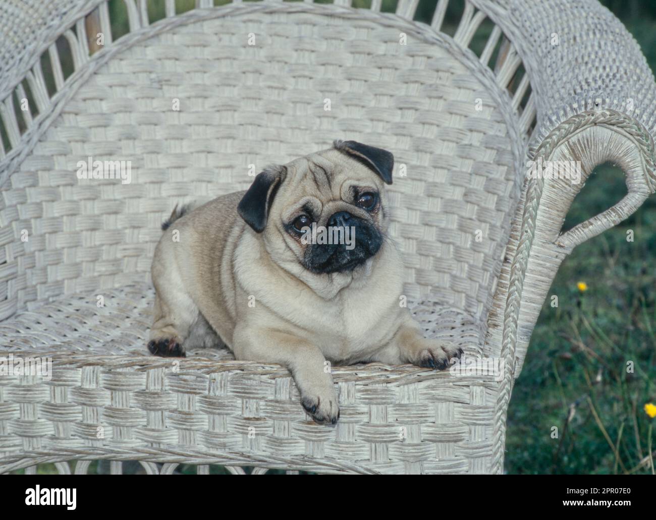 Pug sitting on white wicker chair outside Stock Photo - Alamy