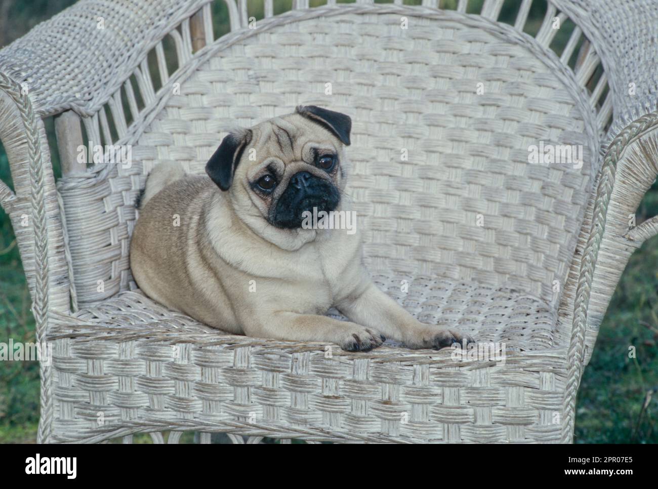 Pug sitting on seat of white wicker chair outside Stock Photo - Alamy