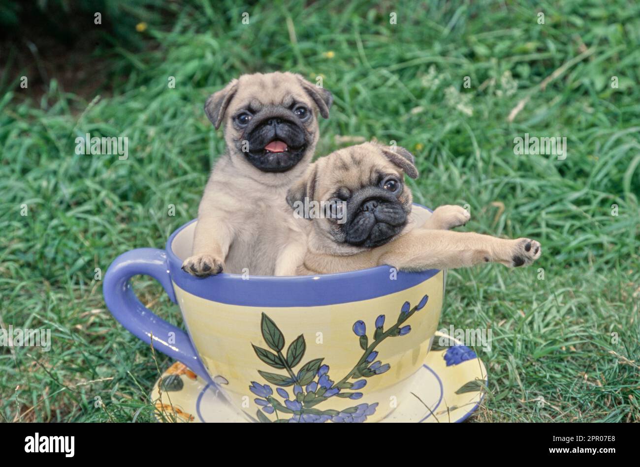 Two goofy Cute pug puppies sitting inside teacup pot outside in grass ...
