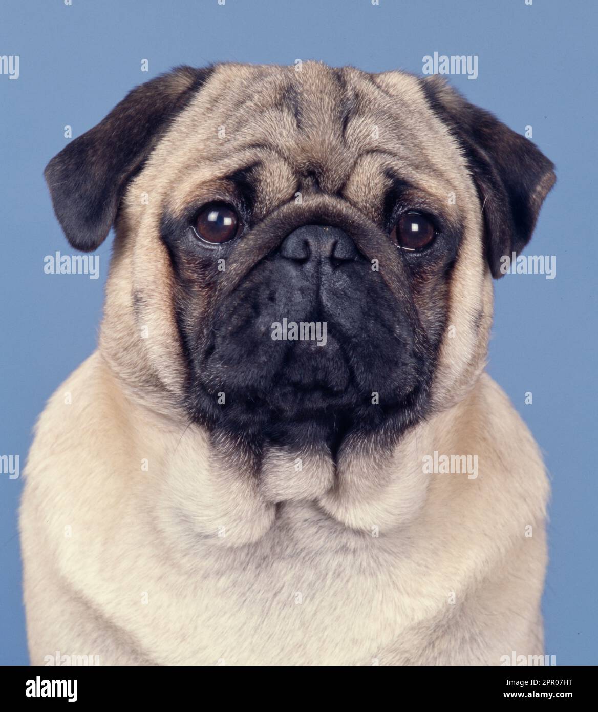Pug face in front of blue background Stock Photo - Alamy