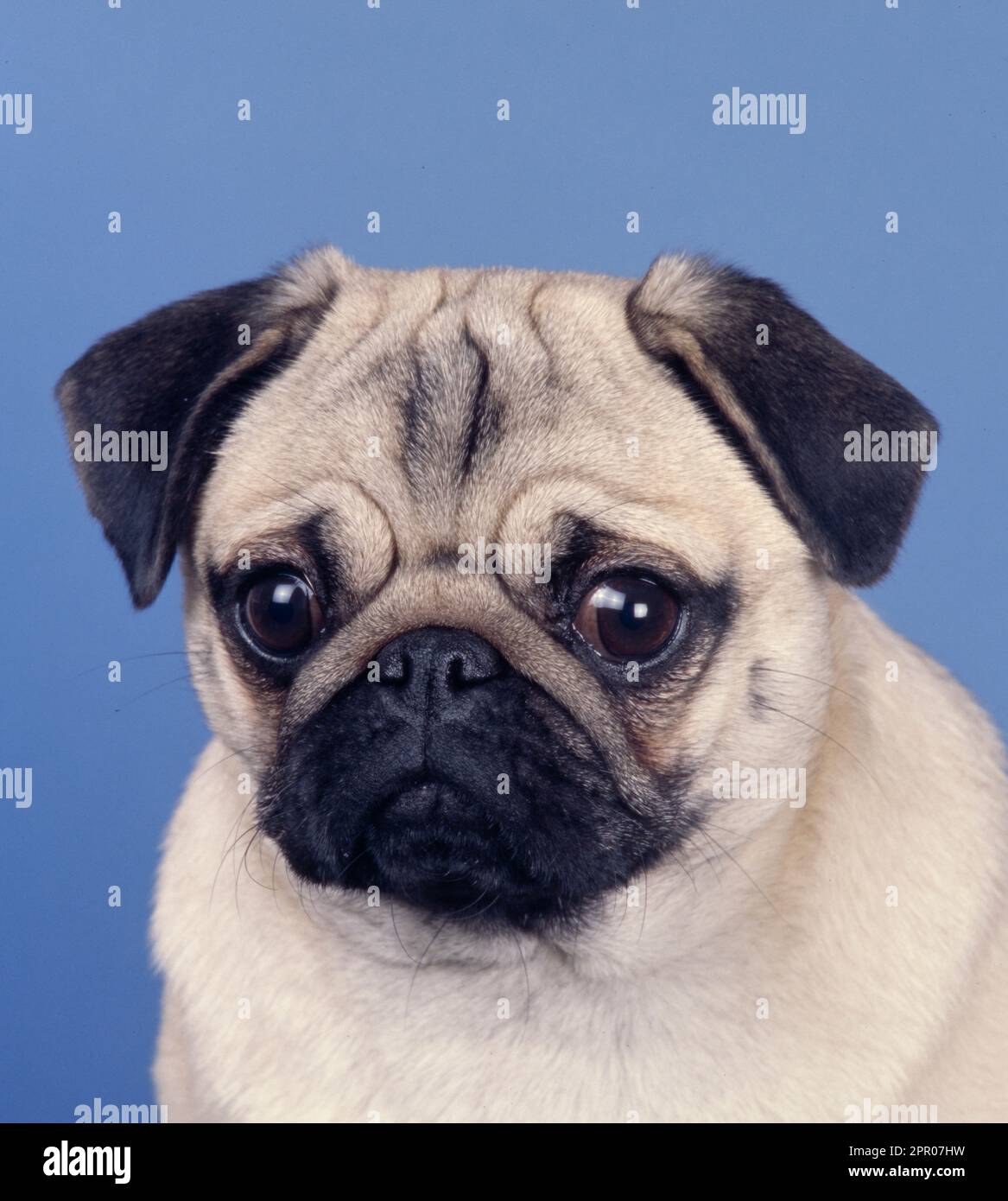 That pug face hi-res stock photography and images - Alamy