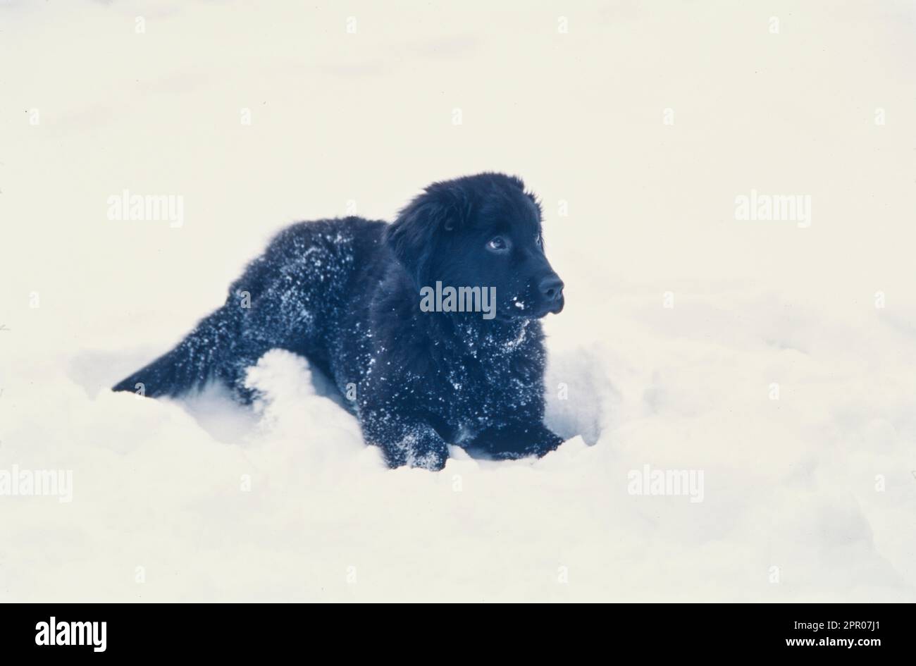 Black Newfoundland sitting down in winter snow Stock Photo - Alamy