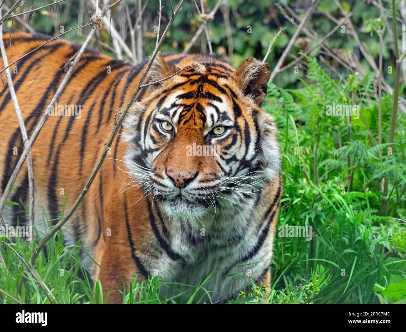 Panthera tigris sondaica hi-res stock photography and images - Alamy
