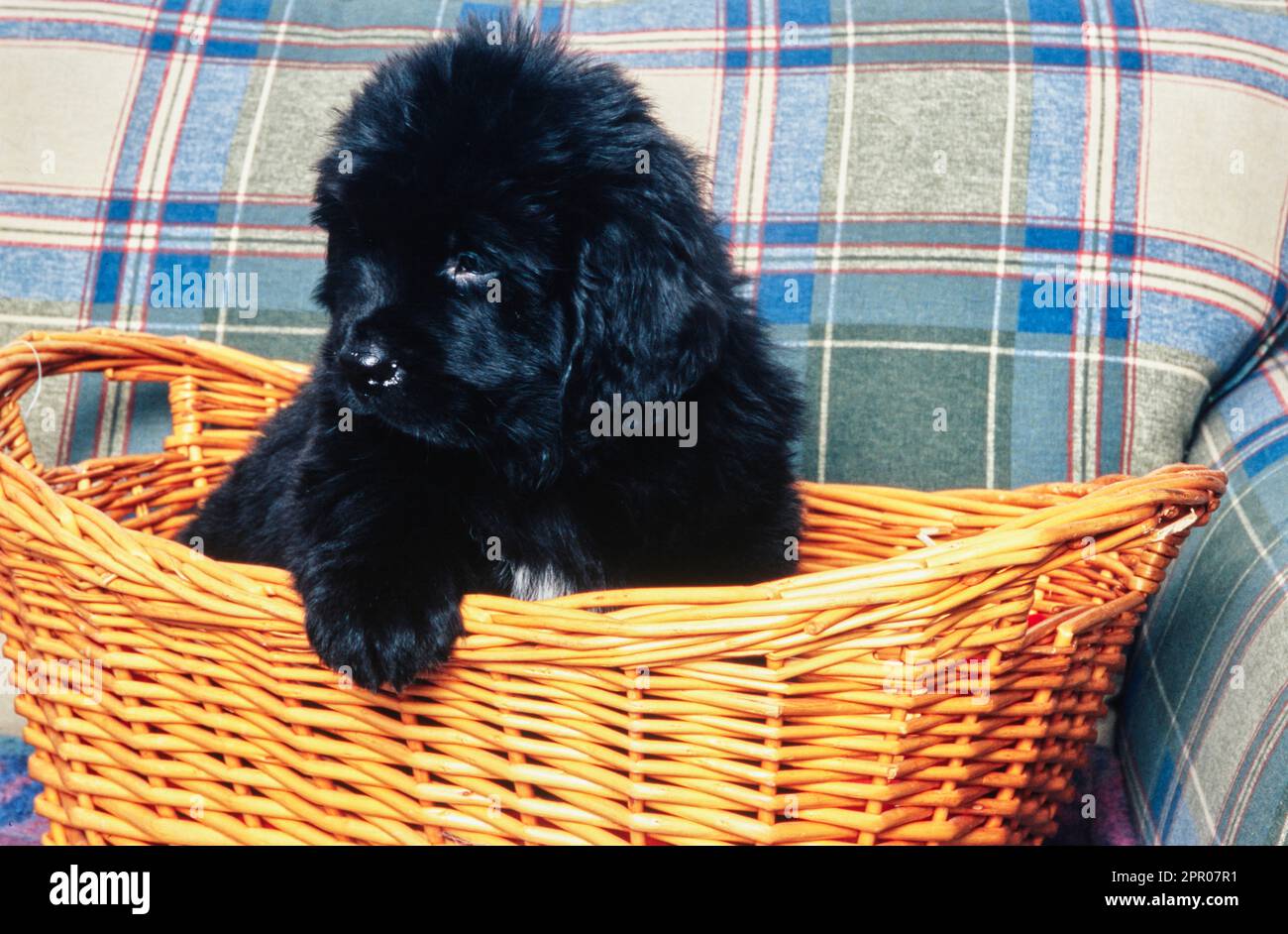Newfoundland puppy sitting with paw up on wicker basket on plaid couch ...