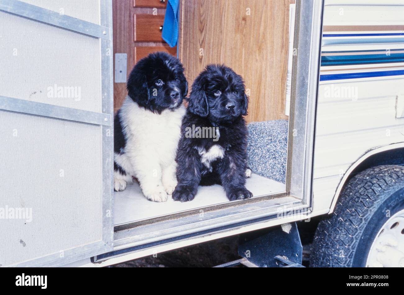 Two fluffy newfoundland puppies hi-res stock photography and images - Alamy